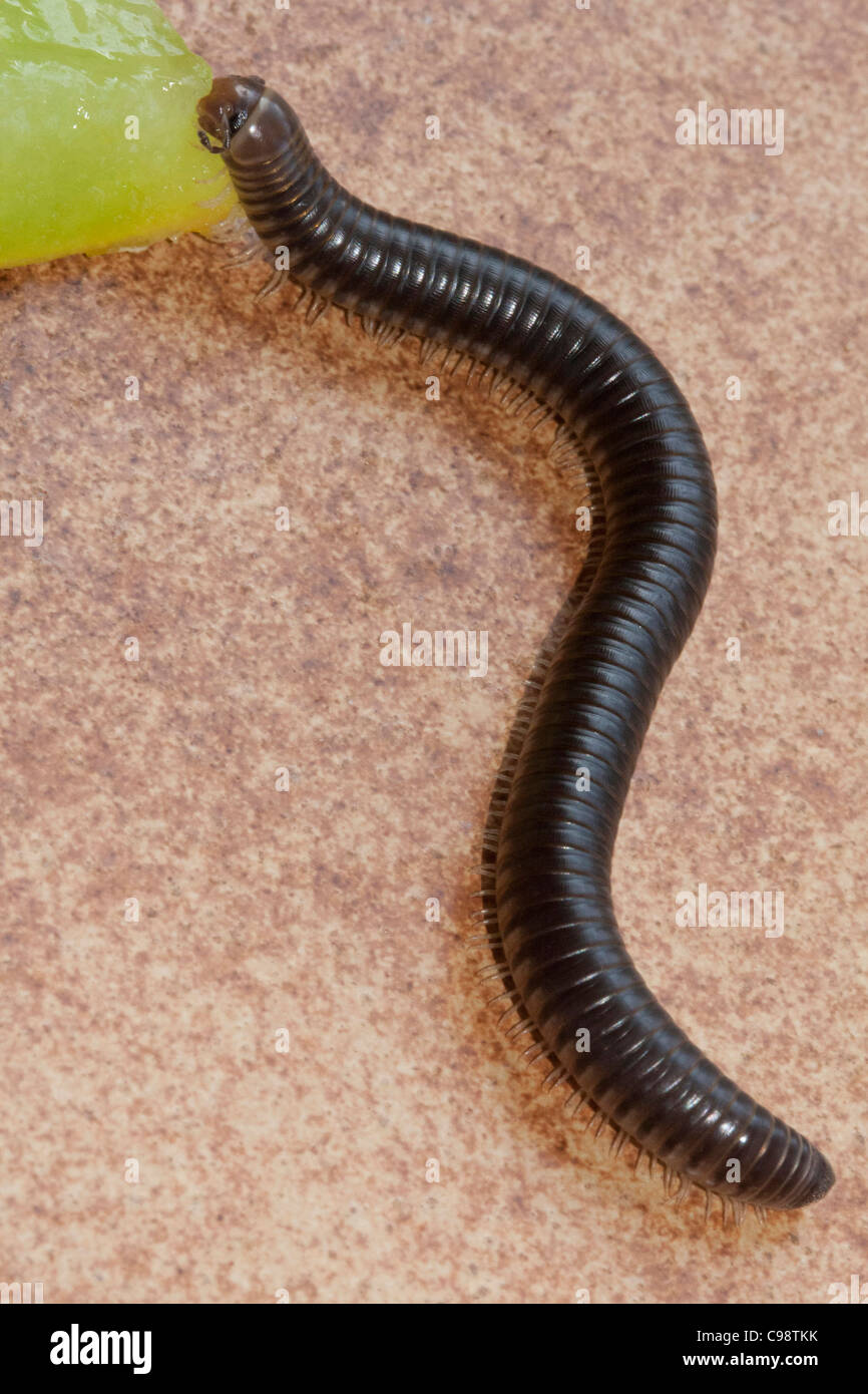 Millipede eating hi-res stock photography and images - Alamy