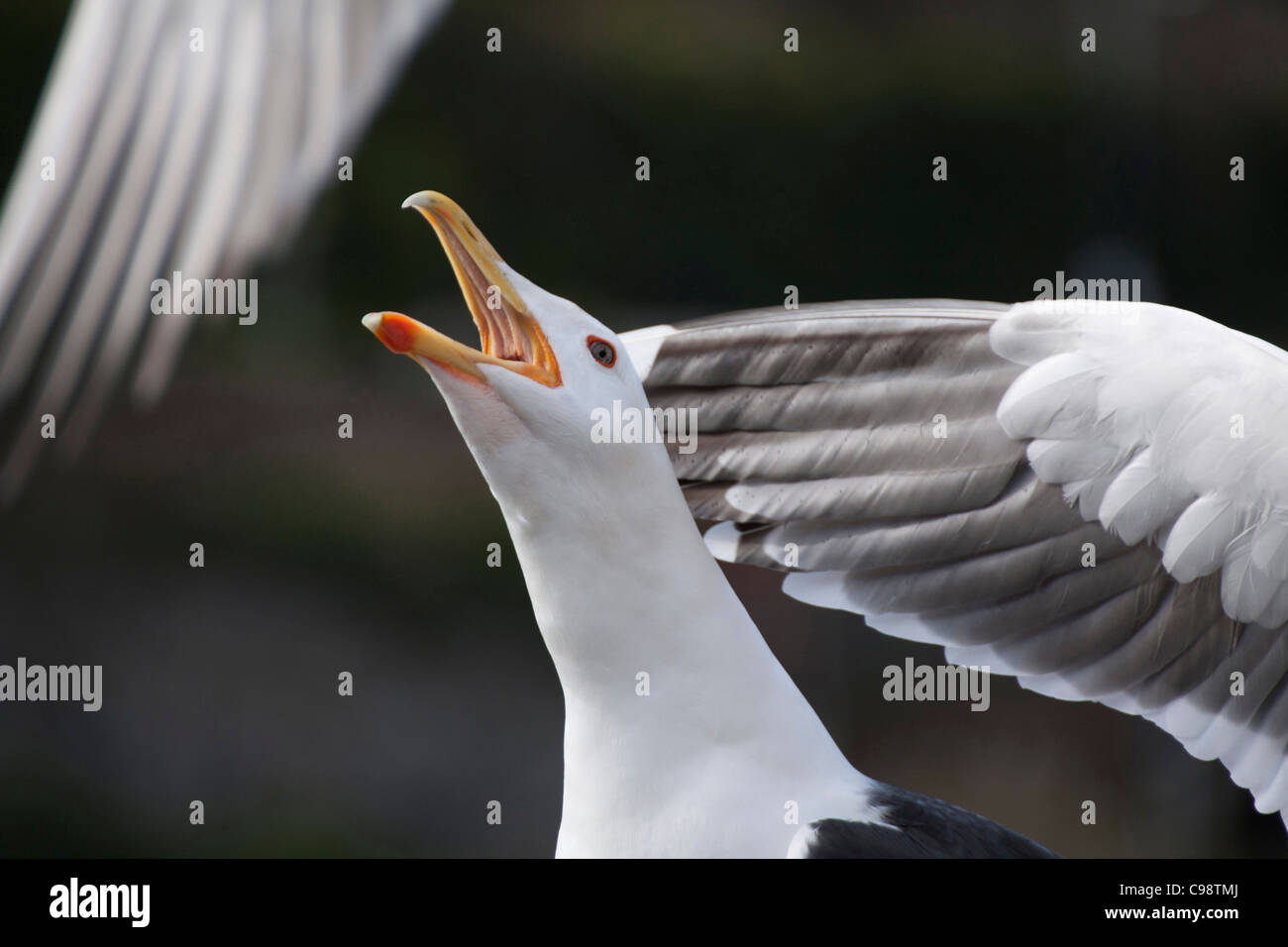 Black-backed Gull calling Stock Photo - Alamy