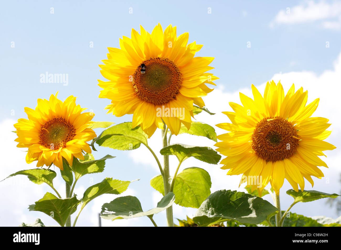 Beautiful sunflowers in the heat of summer Stock Photo - Alamy