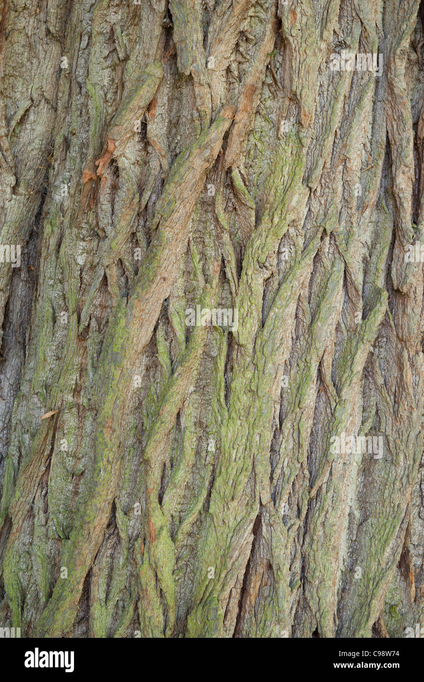 detail of tree bark Stock Photo - Alamy