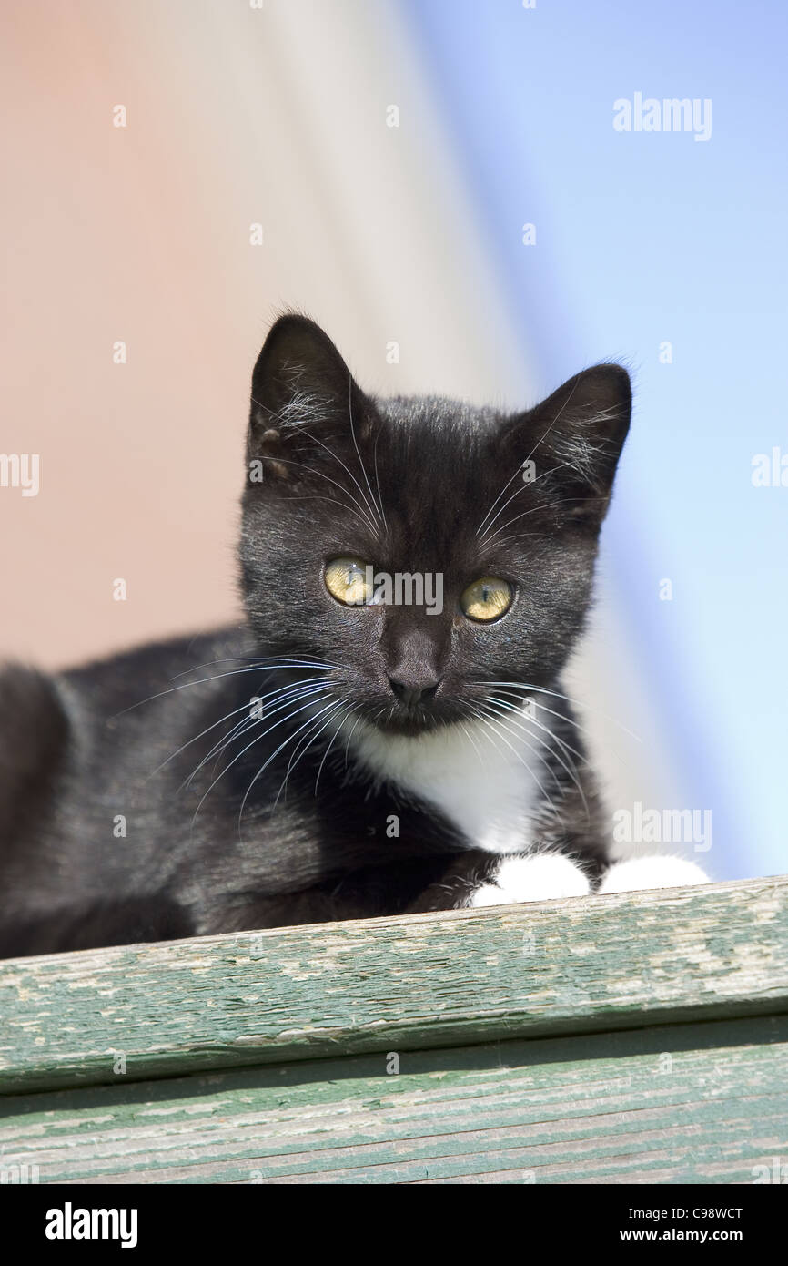 Cute white pet hi-res stock photography and images - Alamy