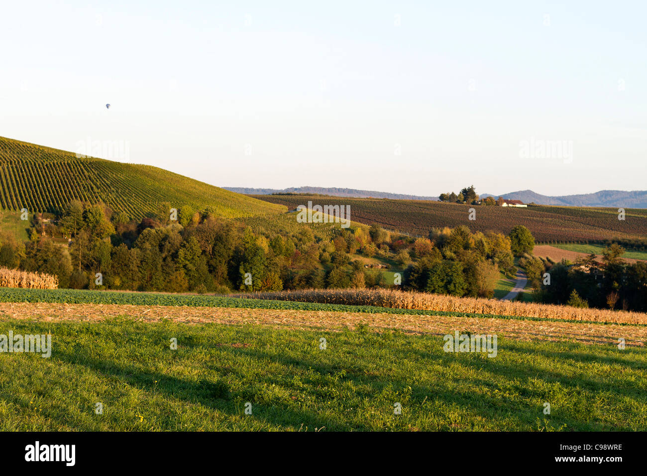 agricultural landscape with vineyards and orchards in south germany ...