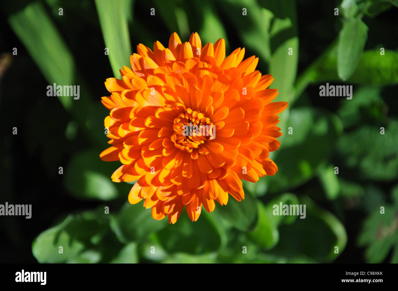 English herb Marigold flower Stock Photo - Alamy