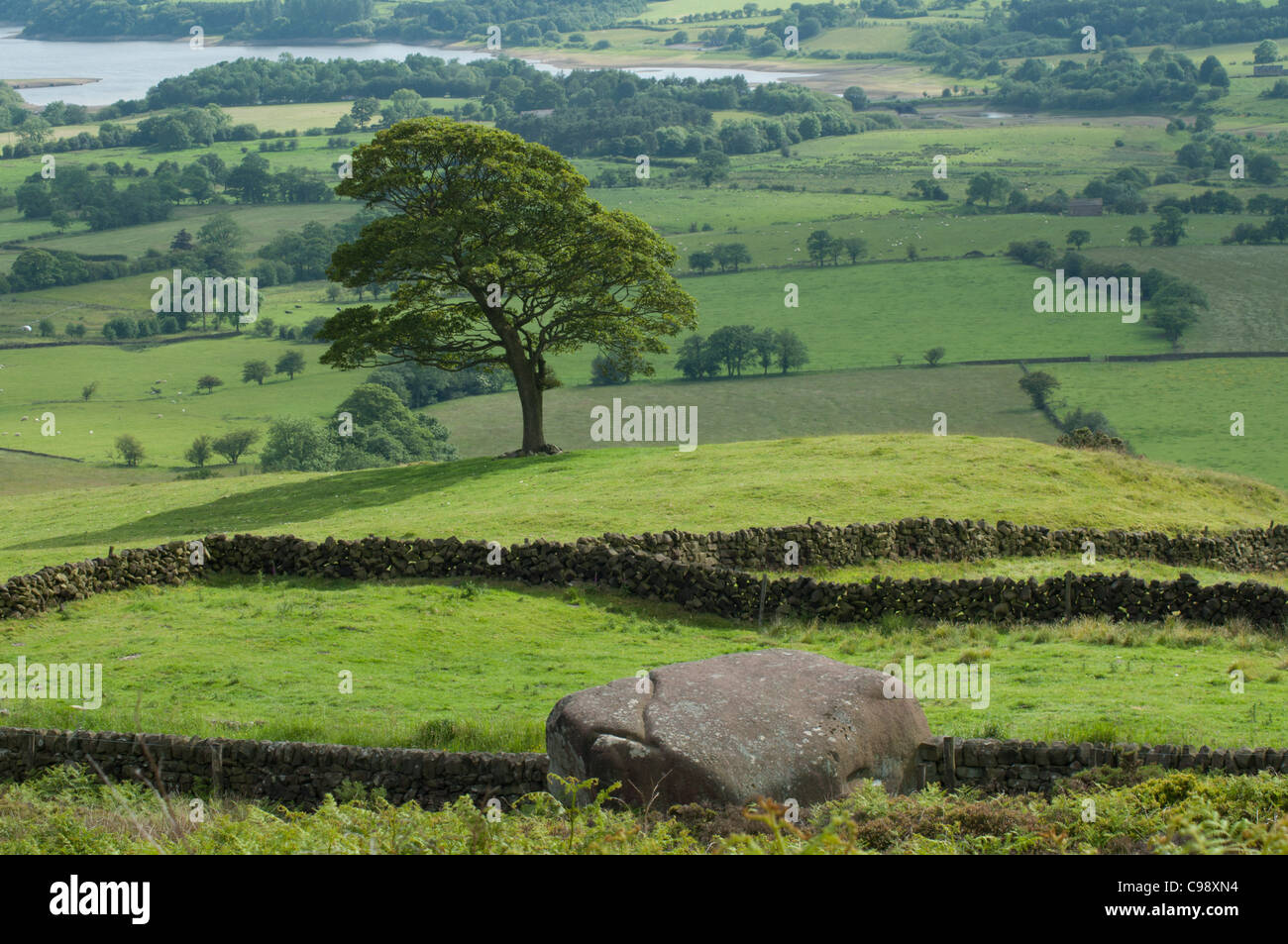View of the English countryside with tree in the center and large ...