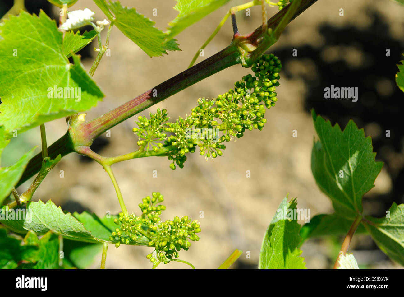Greek farming greece grape vines hi-res stock photography and images ...