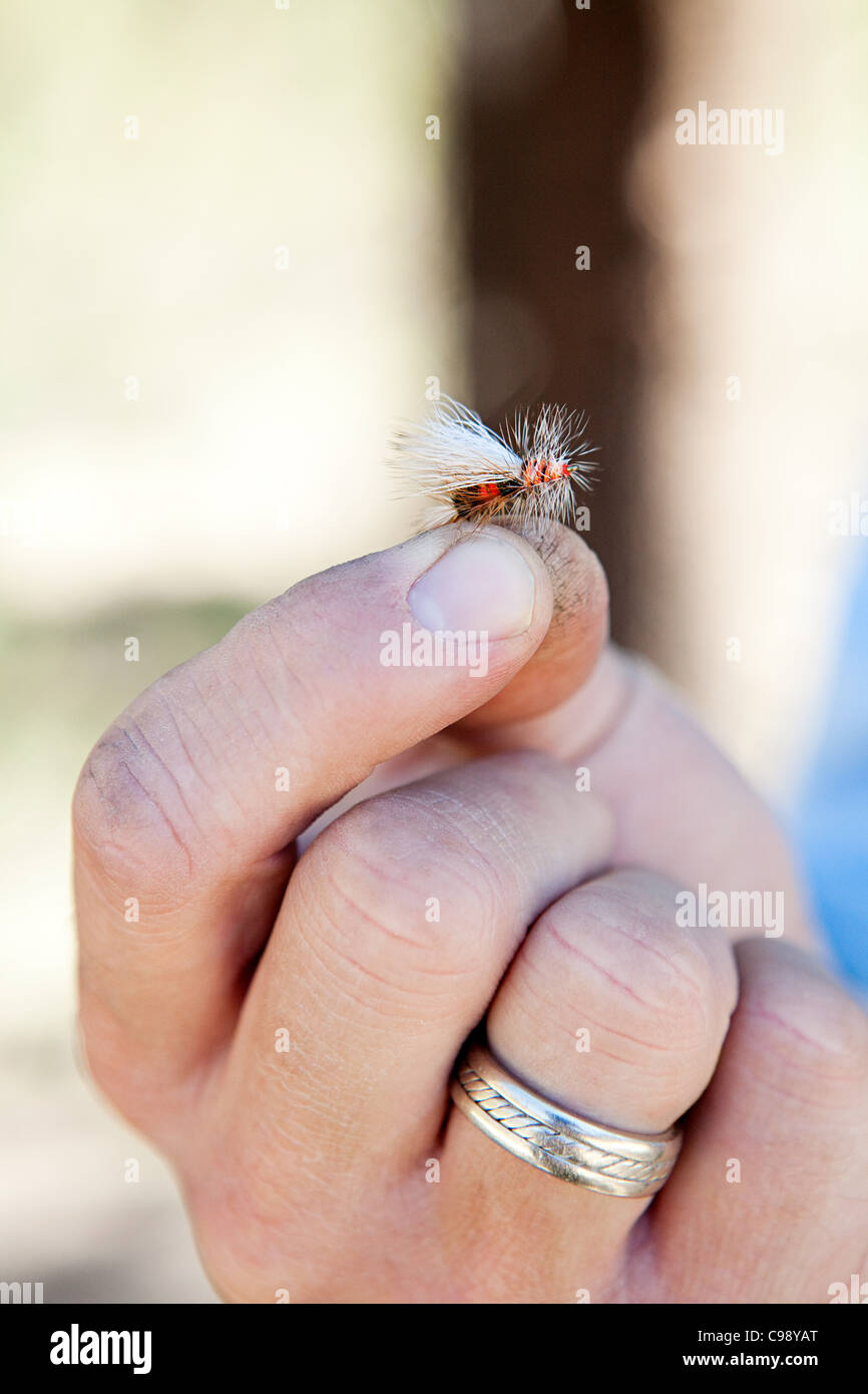 Man holding imitation fly for fishing, Colorado, USA Stock Photo - Alamy