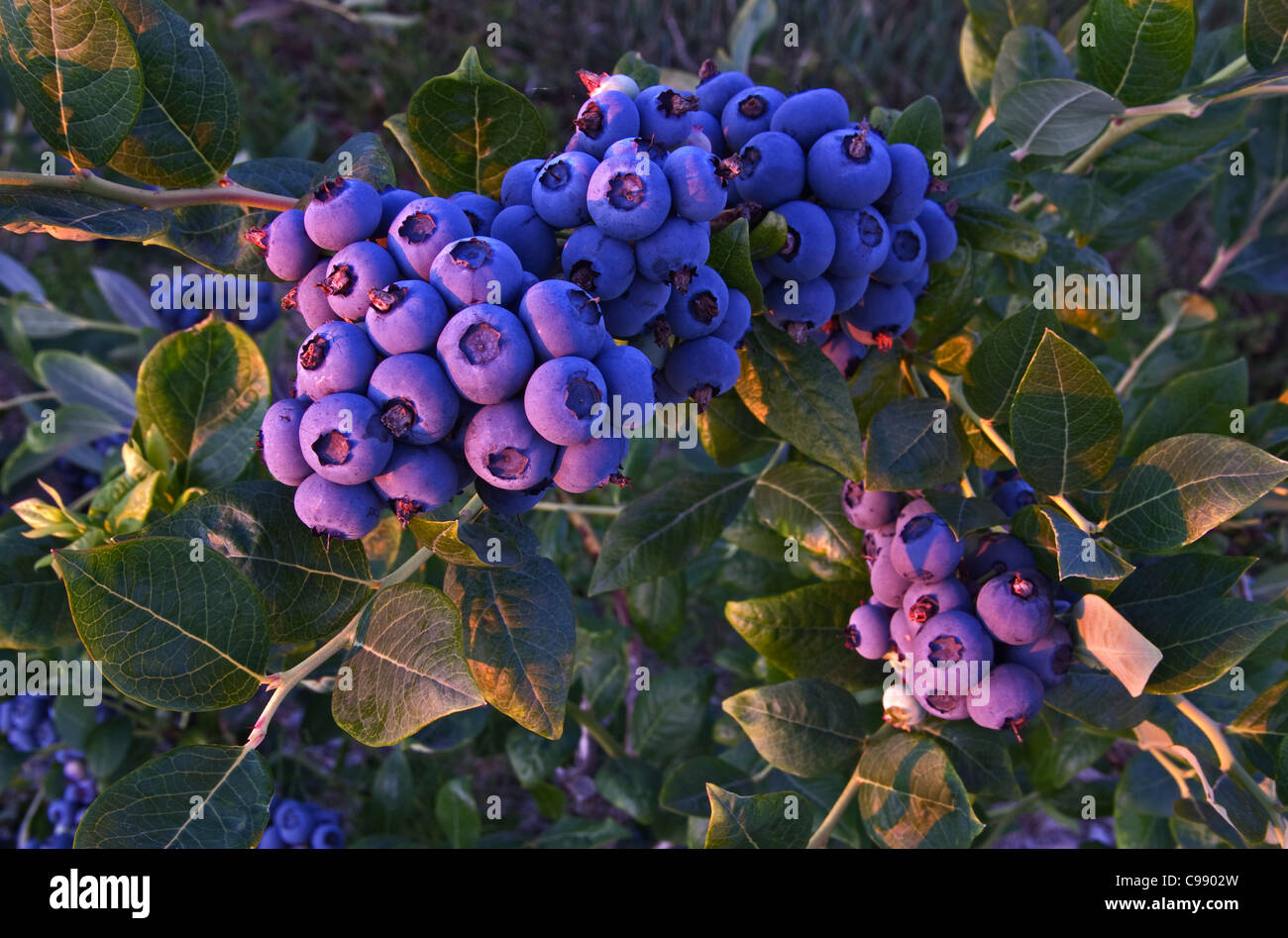 Blueberries on Bush Stock Photo - Alamy