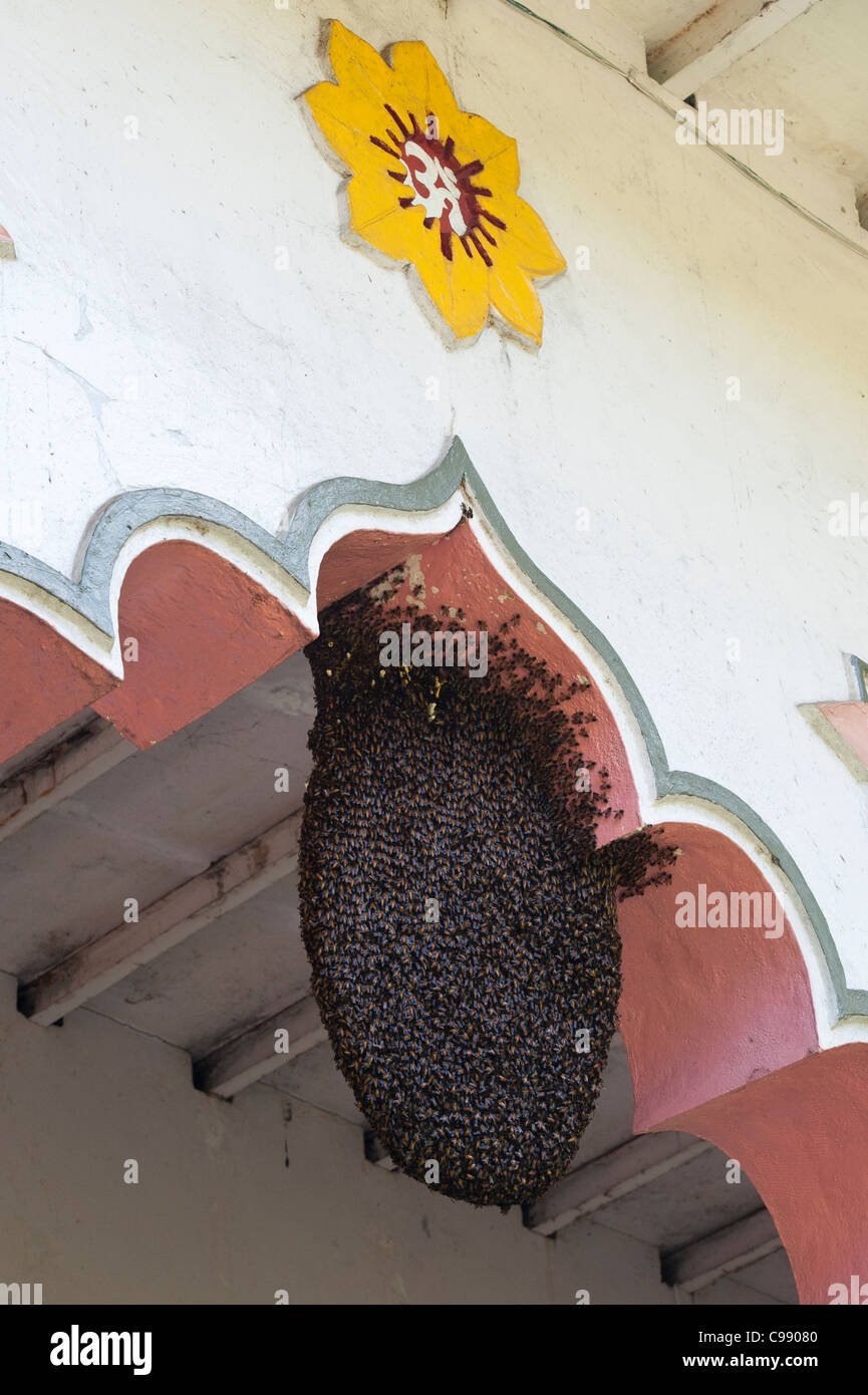 Mass of bees hi-res stock photography and images - Alamy