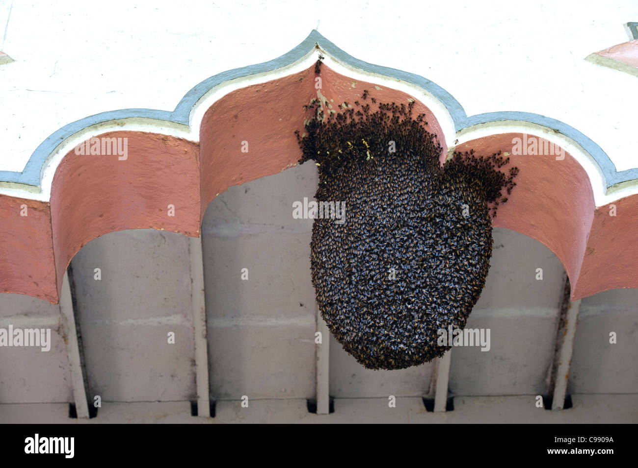 Indian honey bees on hive on the arches of an Indian temple. Andhra ...