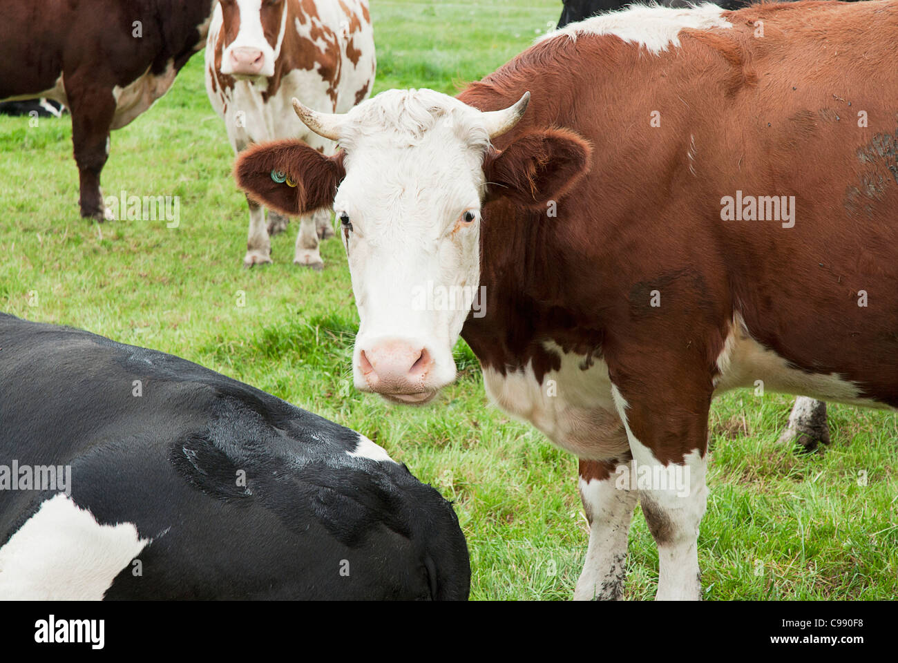 Cows sitting down hi-res stock photography and images - Alamy