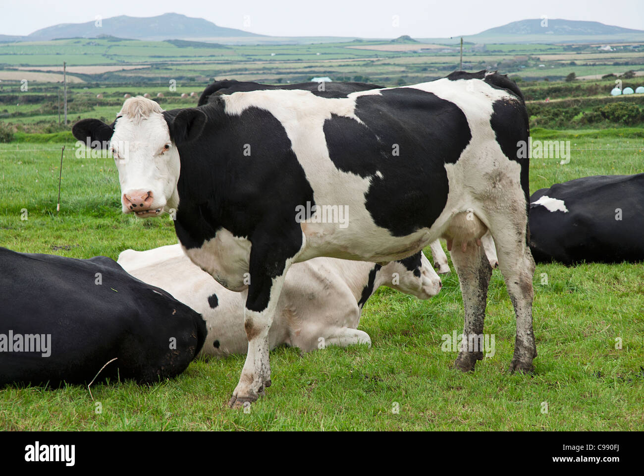 Cows in field Stock Photo - Alamy