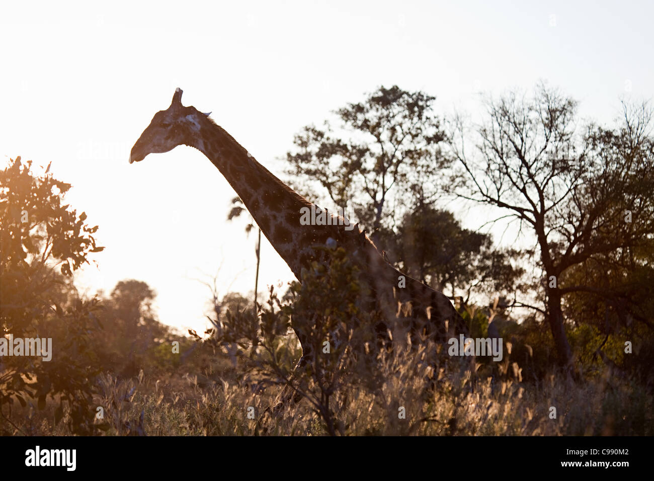 Giraffe at sunset hi-res stock photography and images - Alamy
