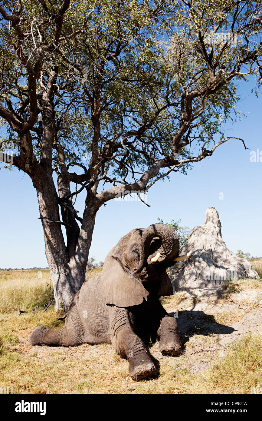 Female African Elephant getting up after a rest near a termite mound ...