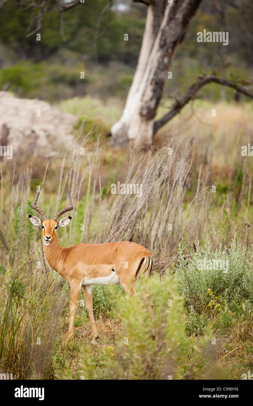 Male Impala, Botswana, Africa Stock Photo - Alamy
