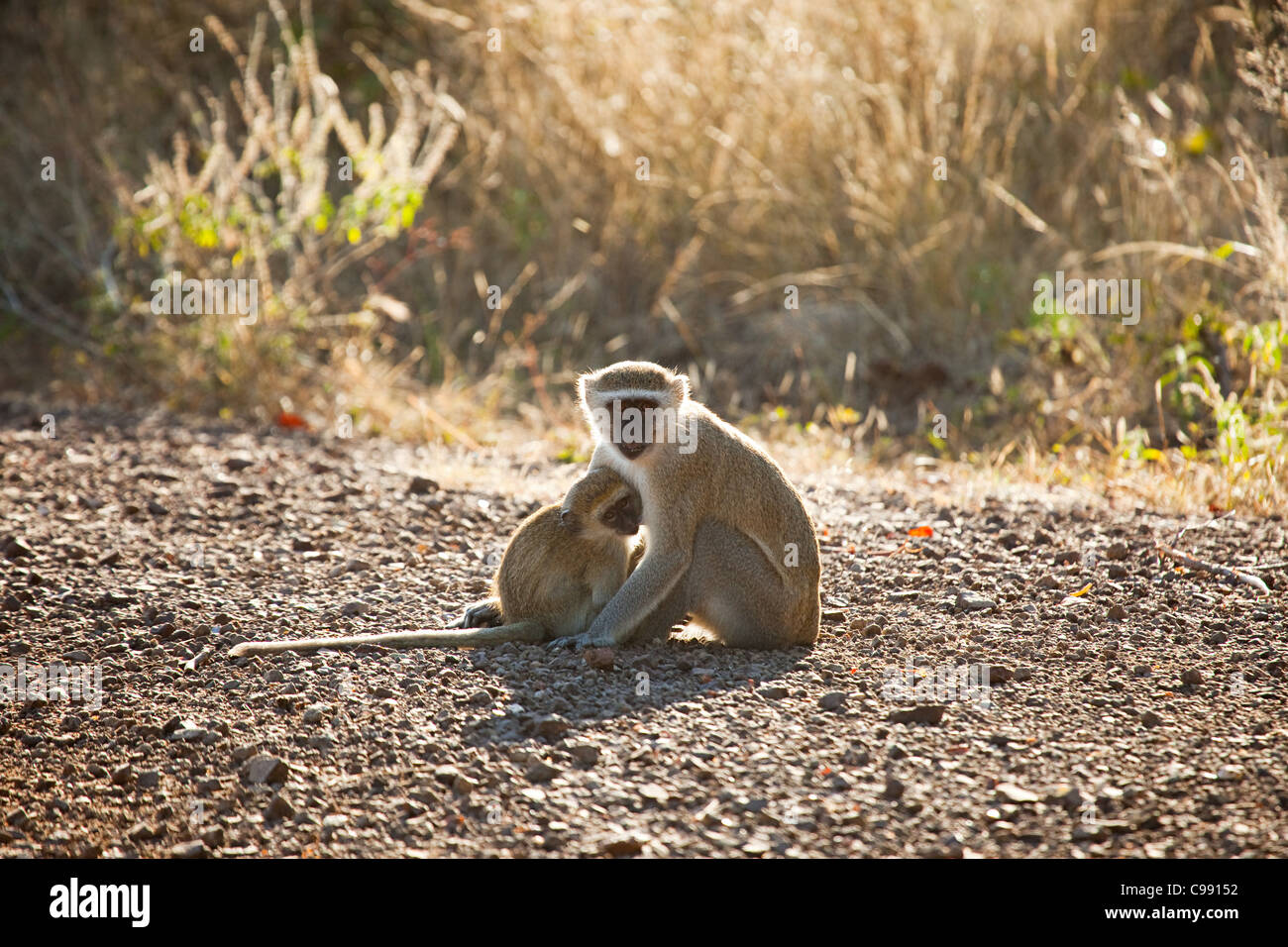 African Vervet Monkey with Baby, Mosi-Oa-Tunya National Park, Zambia ...