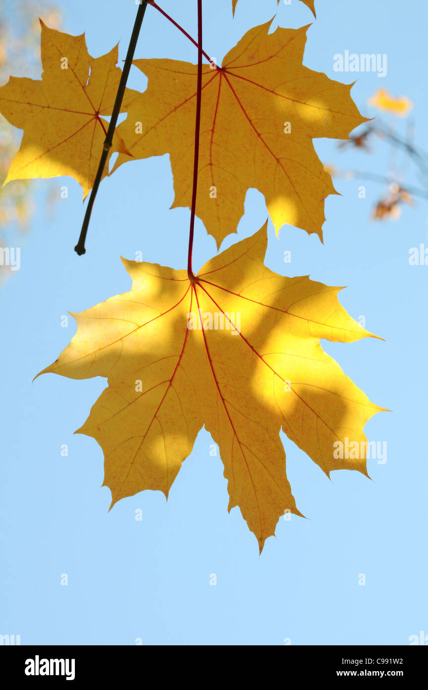 yellow maple leaves are in autumn on the branch Stock Photo - Alamy