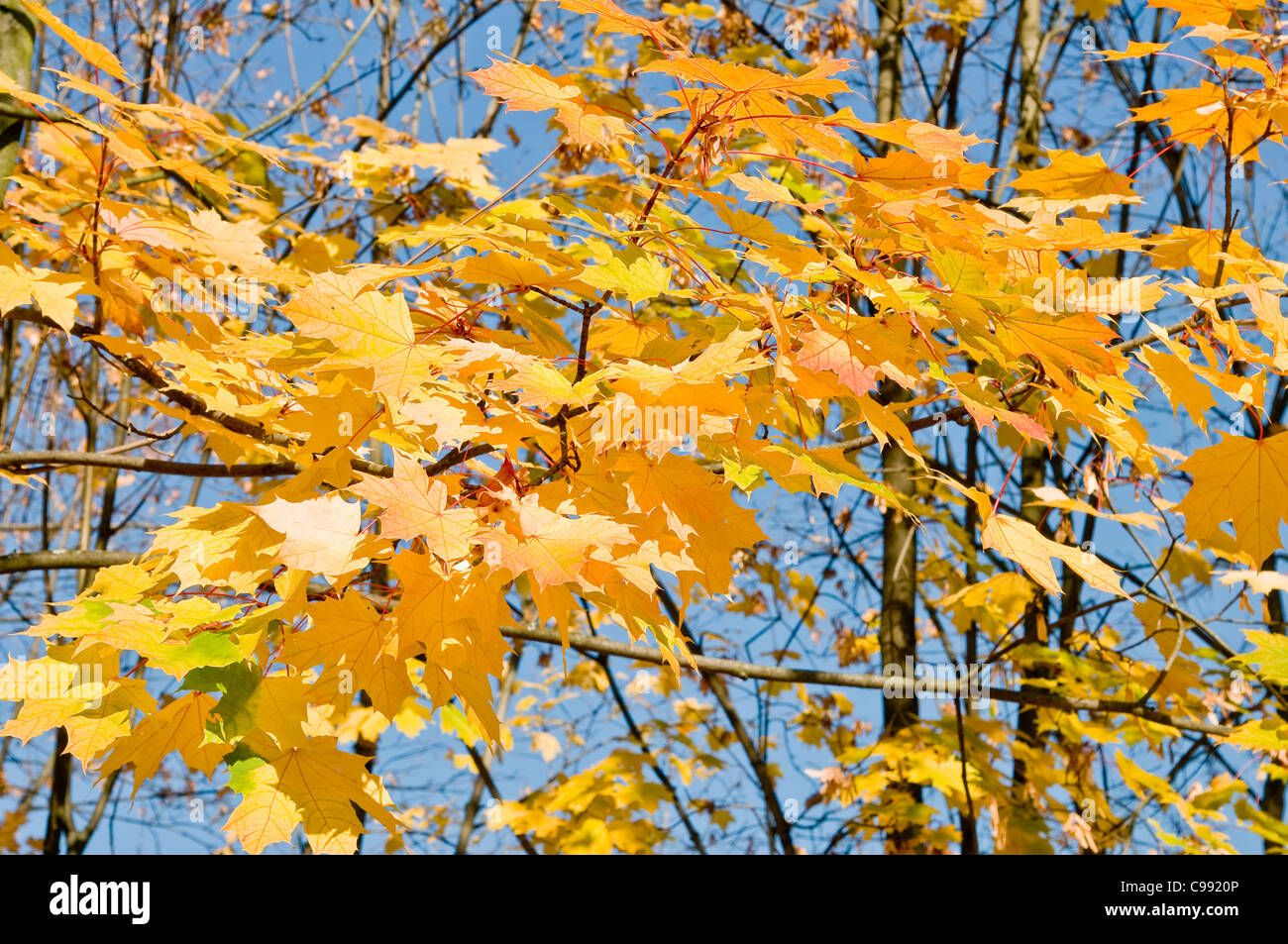 yellow maple leaves are in autumn on the branch Stock Photo - Alamy