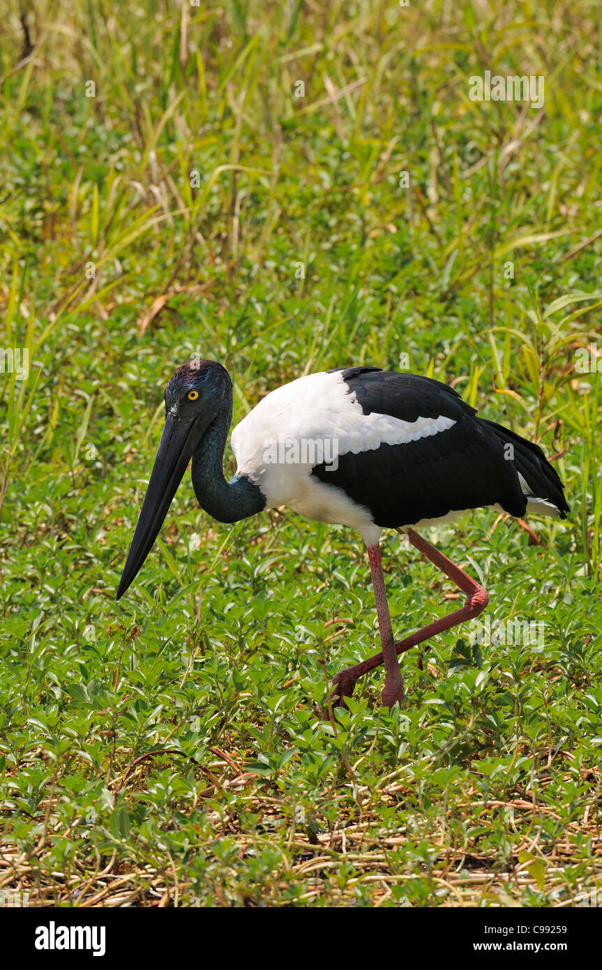 A black-necked stork a long necked wading bird feeding at the Yellow ...