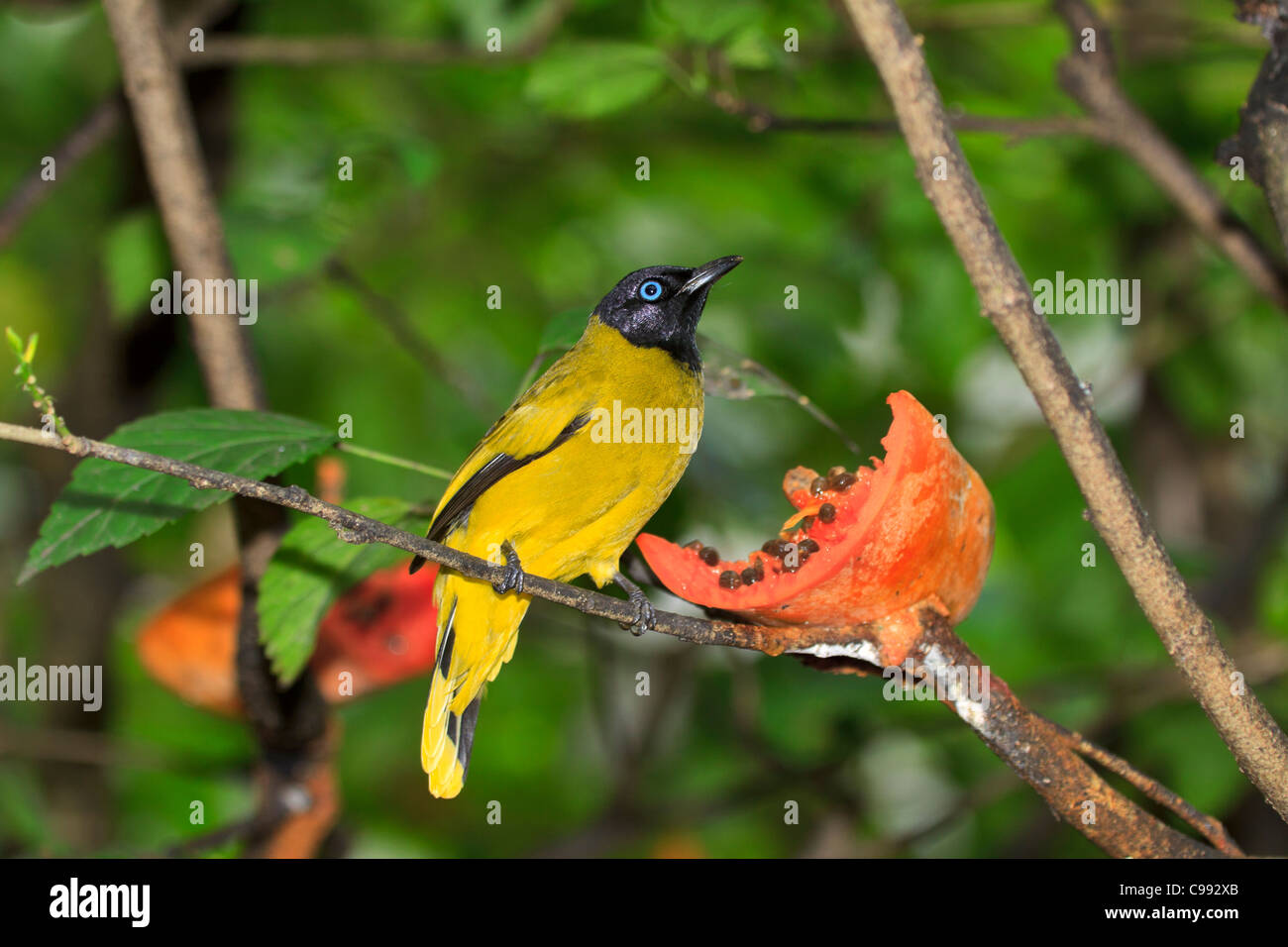 Black-headed Bulbul, Pycnonotus atriceps. A forest bird from Southeast ...