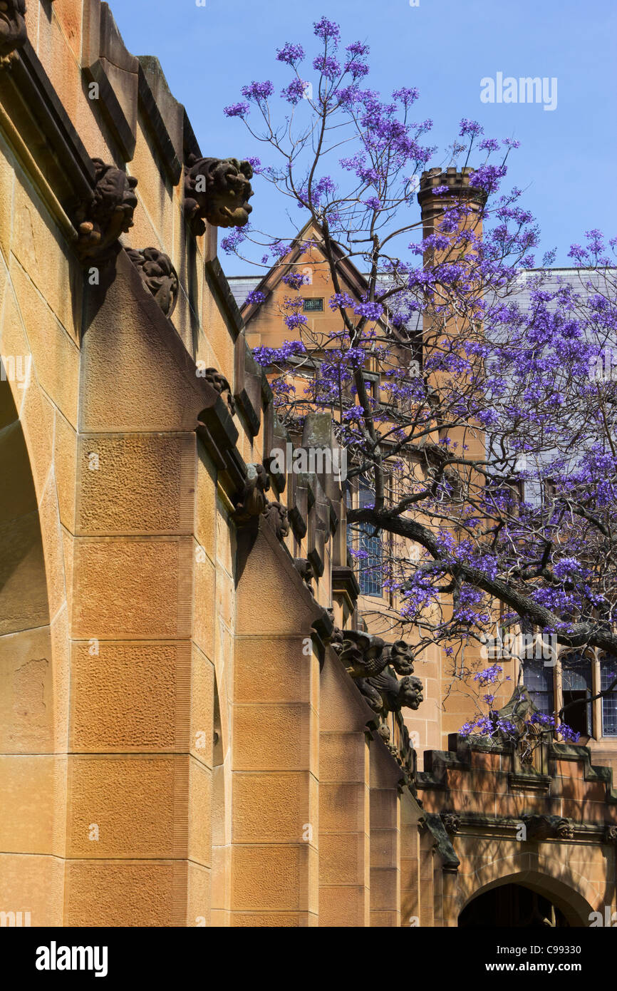 Jacaranda australia hi-res stock photography and images - Alamy