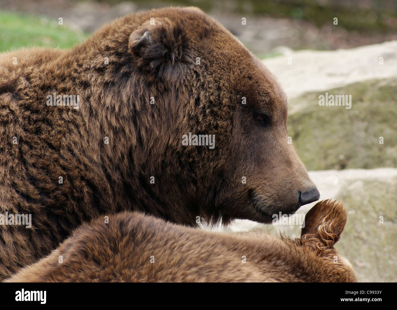 sideways portrait of a Brown Bear Stock Photo - Alamy