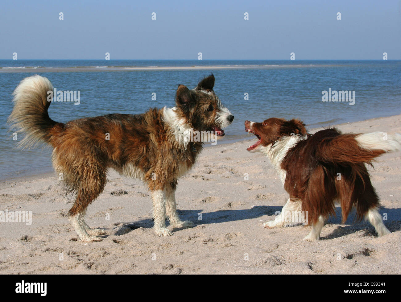 Two barking dogs hi-res stock photography and images - Alamy