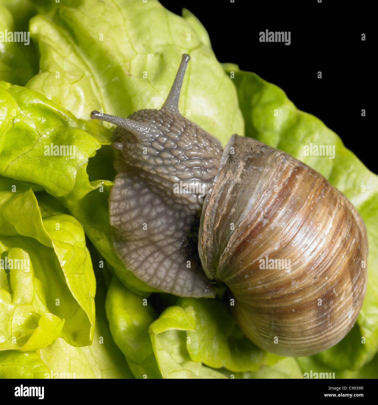 studio photography of a Grapevine snail creeping on fresh lettuce ...