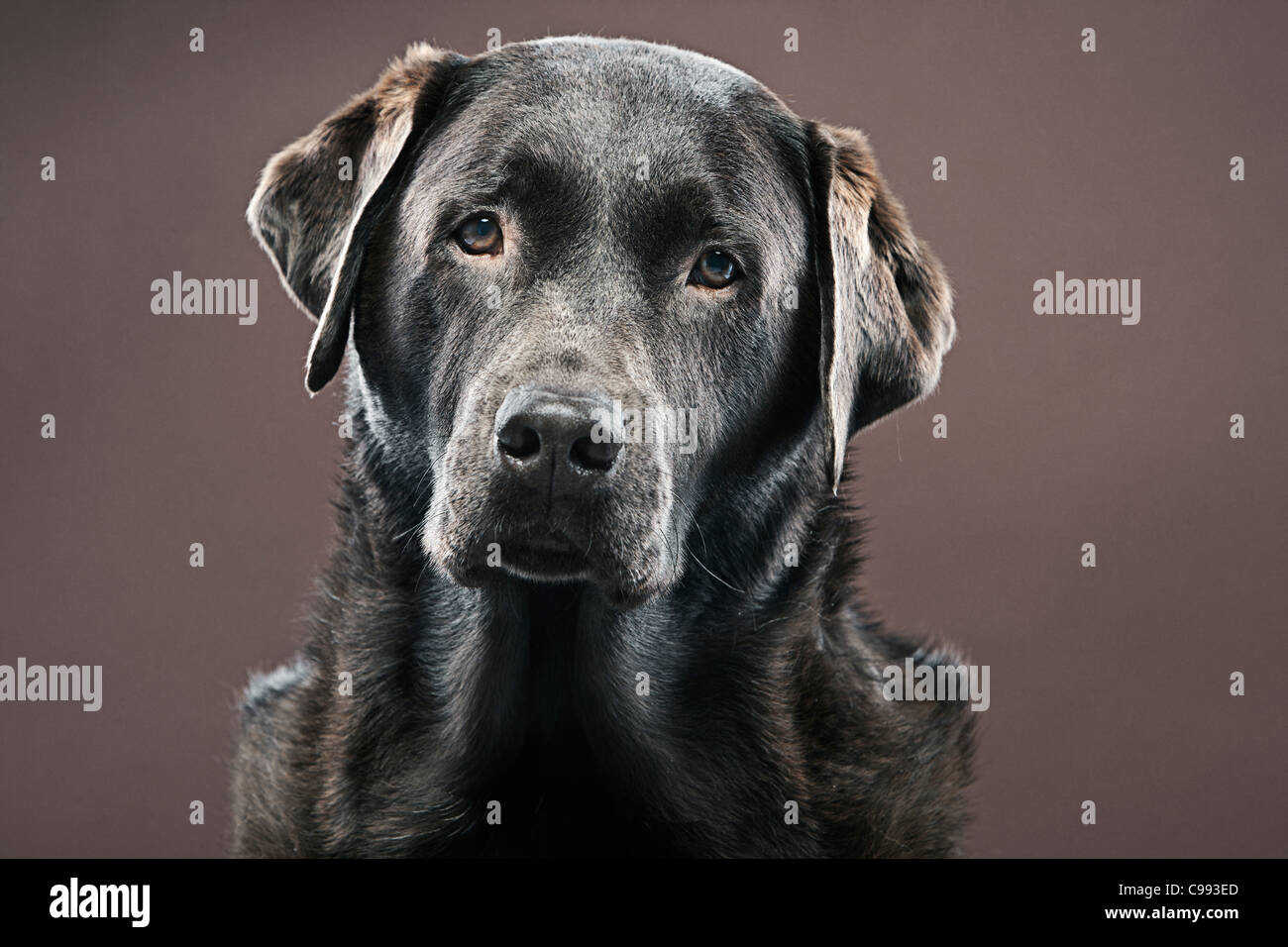 Handsome Chocolate Labrador Stock Photo - Alamy