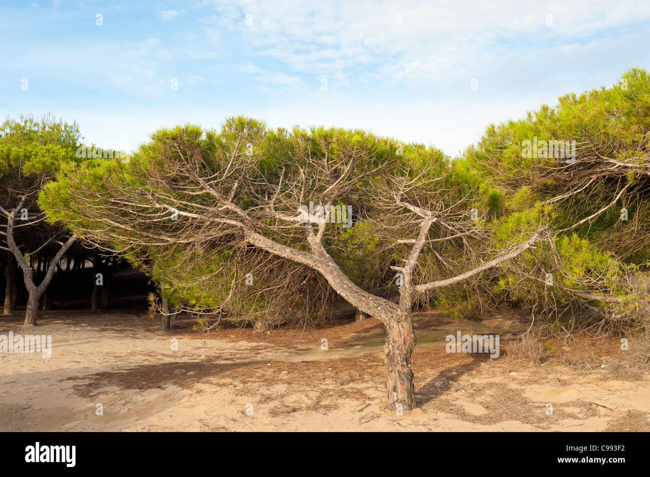 Windswept Mediterranean pine tree forest, the forces of nature Stock ...