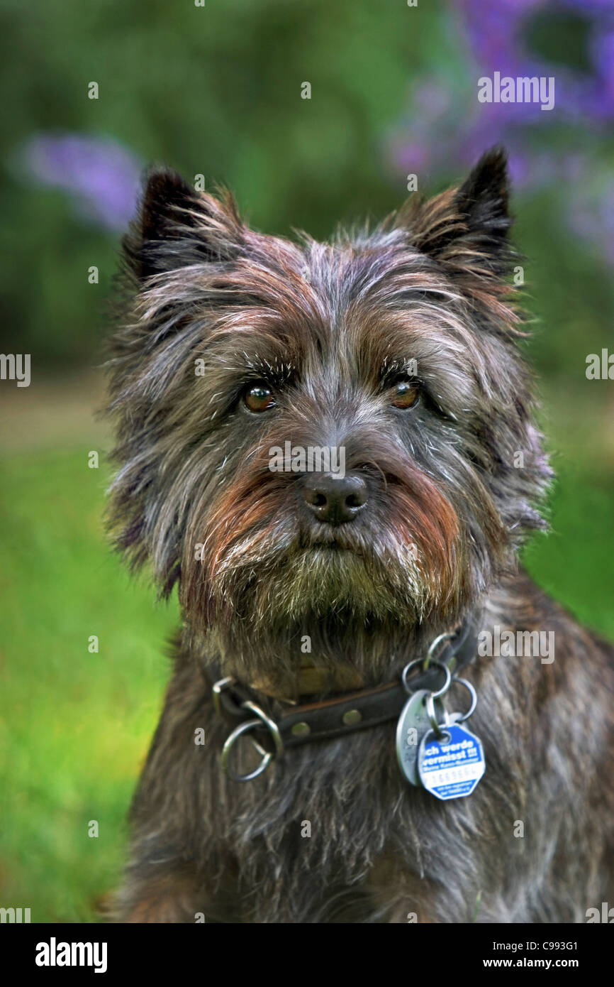 Cairn Terrier portrait Stock Photo - Alamy