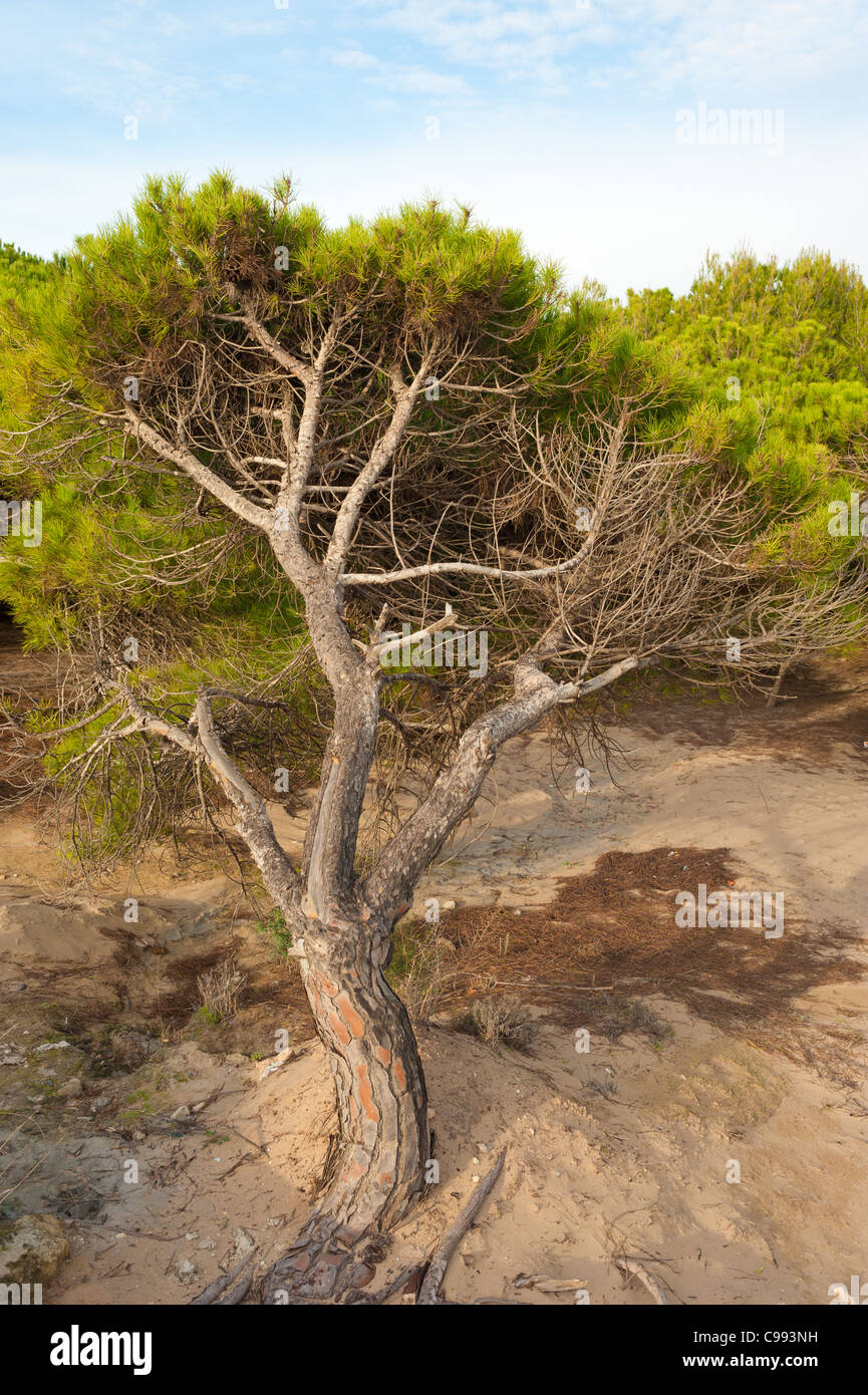 Windswept Mediterranean pine tree forest, the forces of nature Stock ...