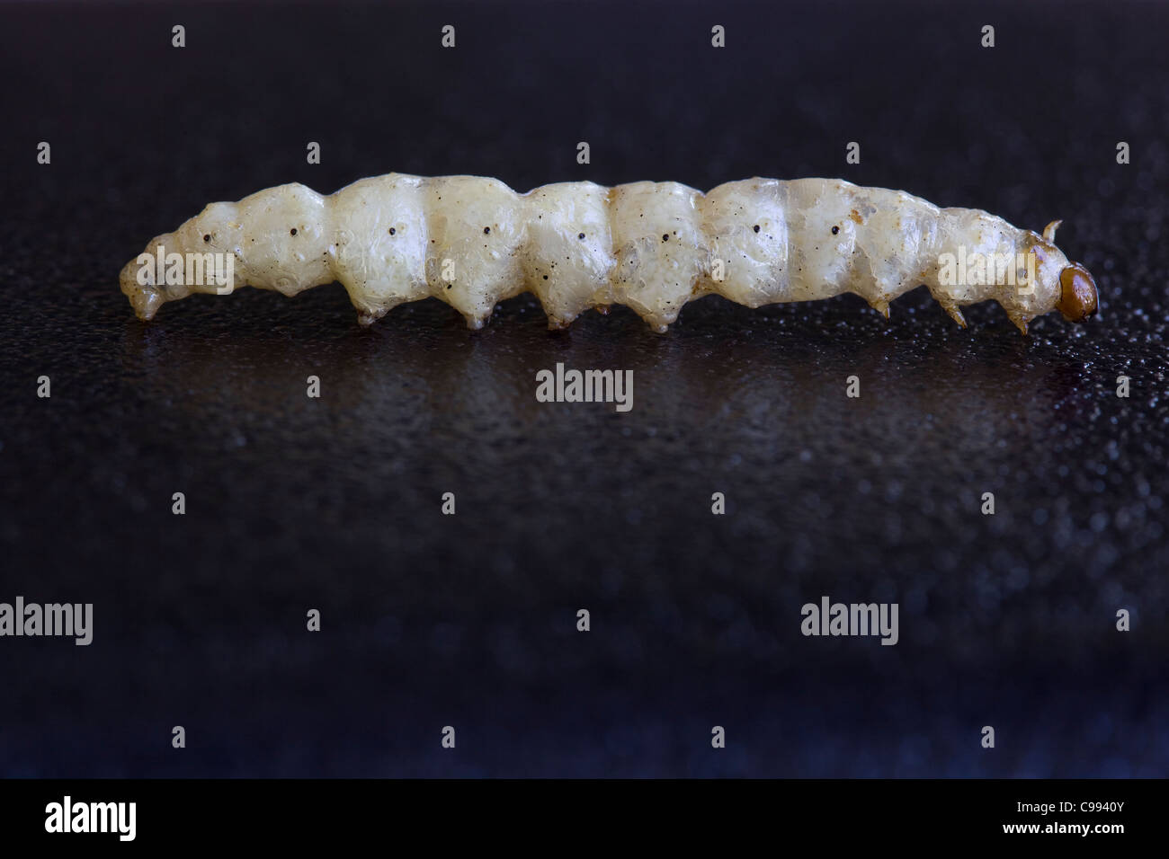Caterpillar with grubs hi-res stock photography and images - Alamy