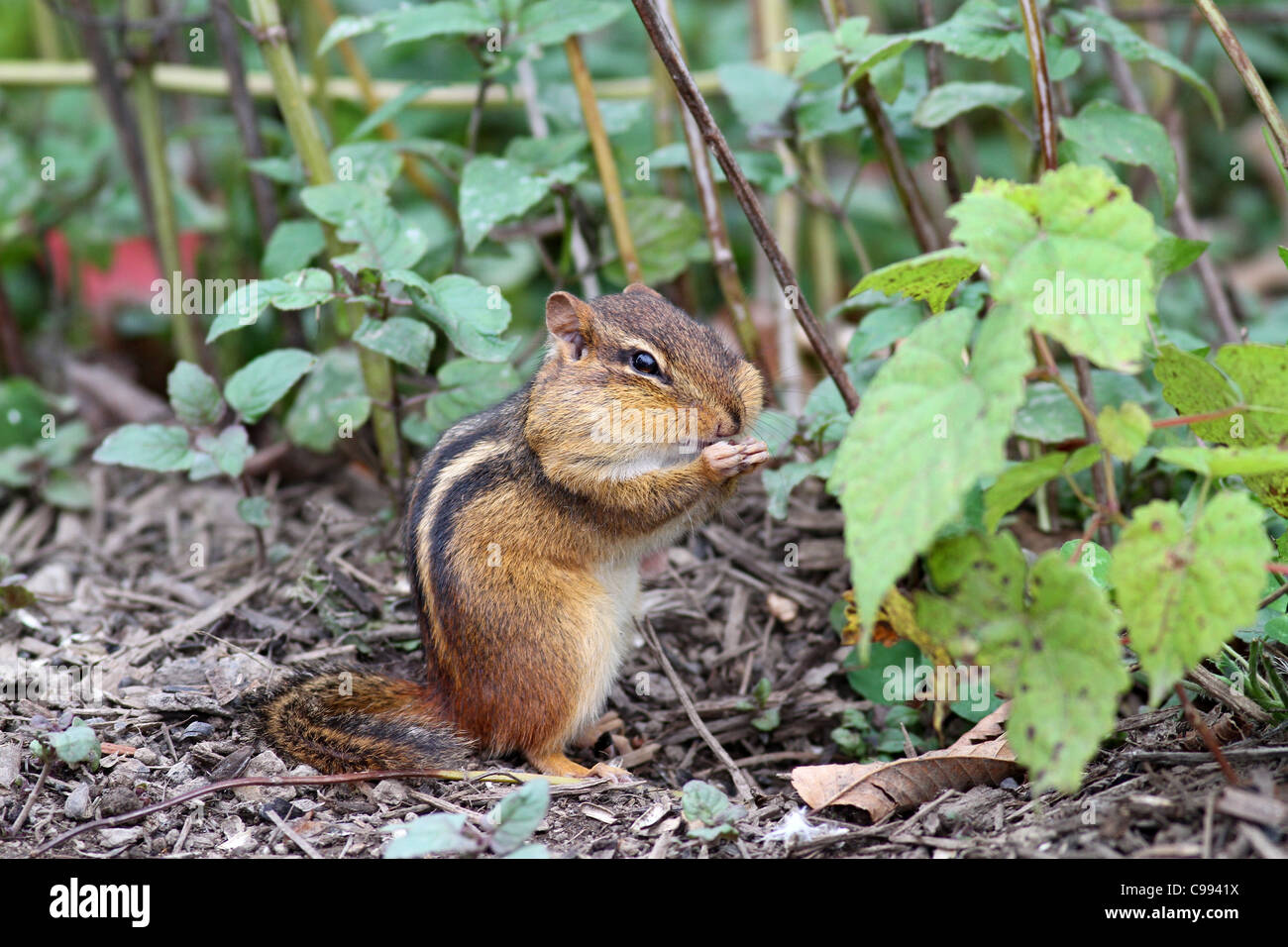 Eastern Chipmunk in backyard Stock Photo - Alamy