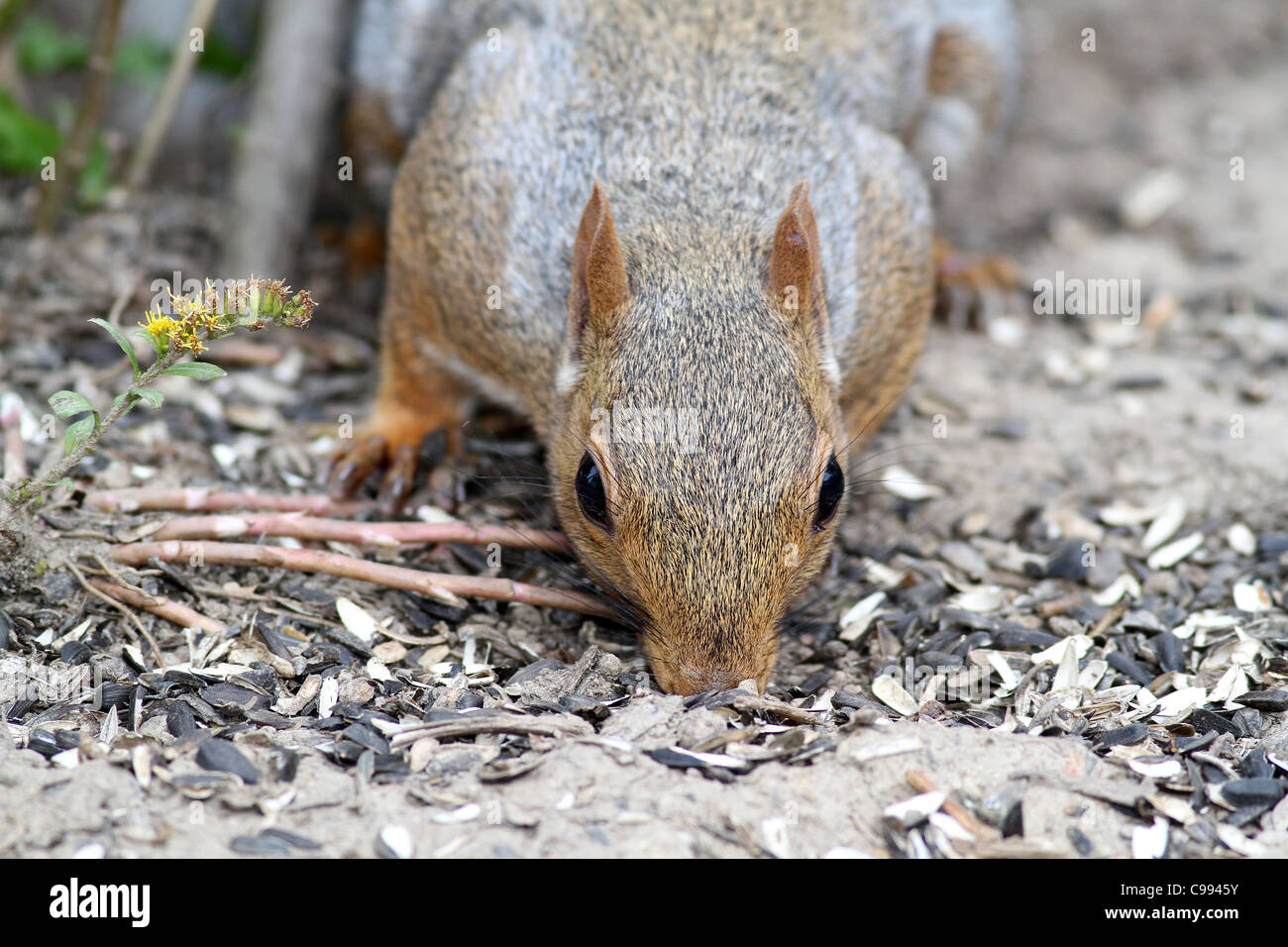 Rusty squirrel hi-res stock photography and images - Alamy