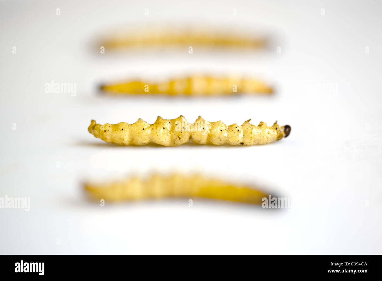 Fried cooked bamboo caterpillars (Rot Duan) as sold in Bangkok - An ...