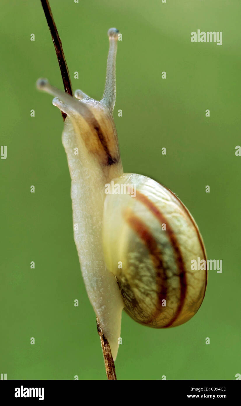 small snail at blade Stock Photo - Alamy