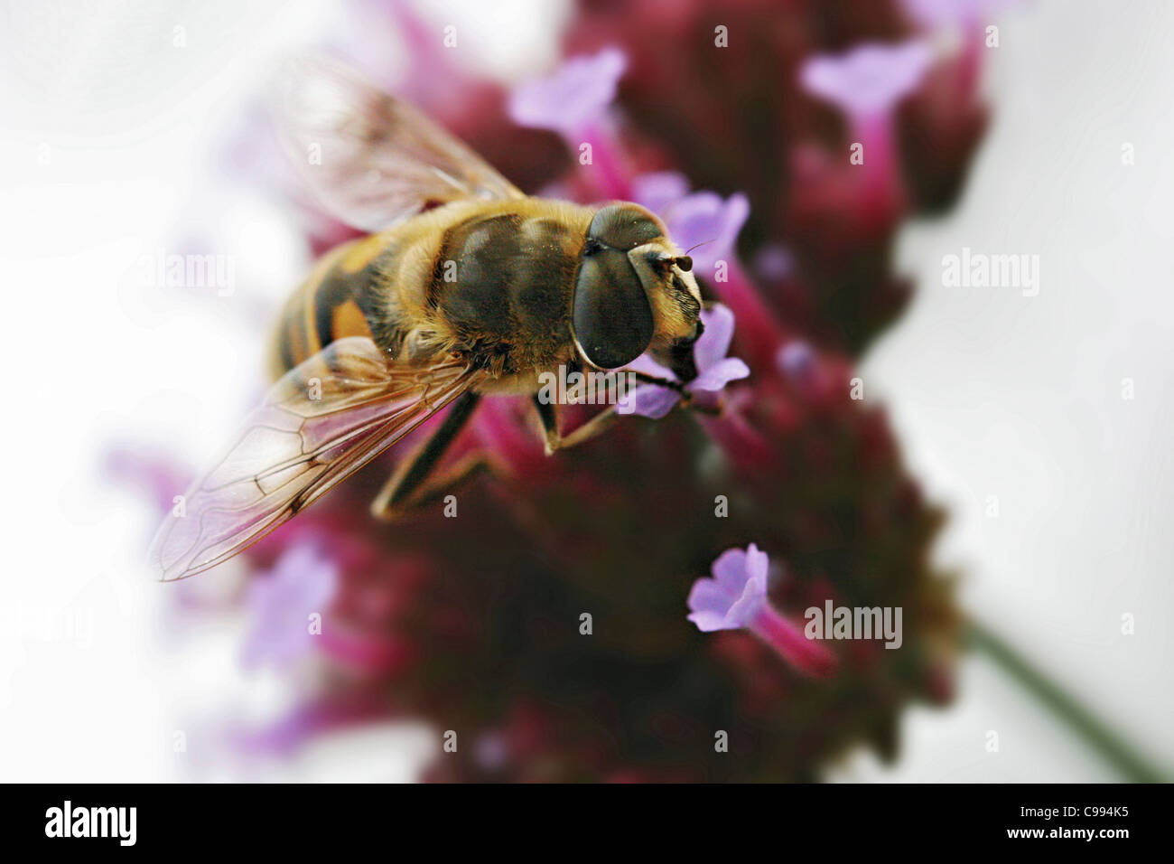 hoverfly at blossom / Syrphidae Stock Photo - Alamy