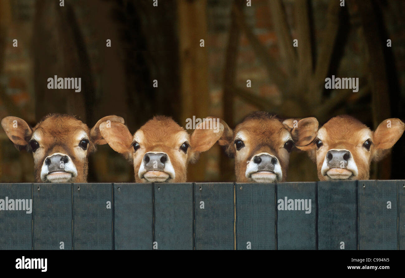 Domestic cattle, Jersey cattle. Four calves looking over a wooden fence ...