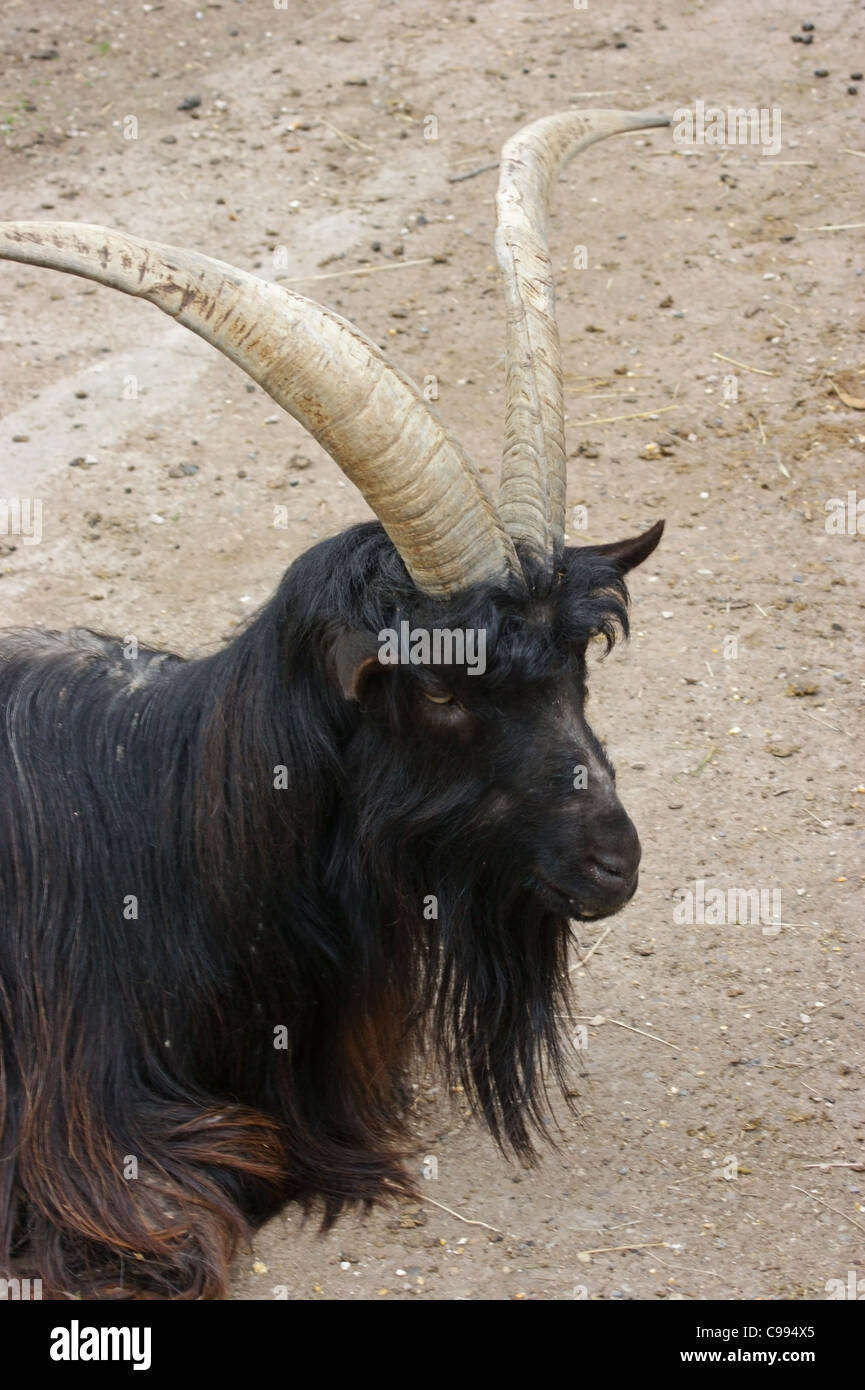 portrait of a Valais Blackneck goat in front of sandy back Stock Photo ...