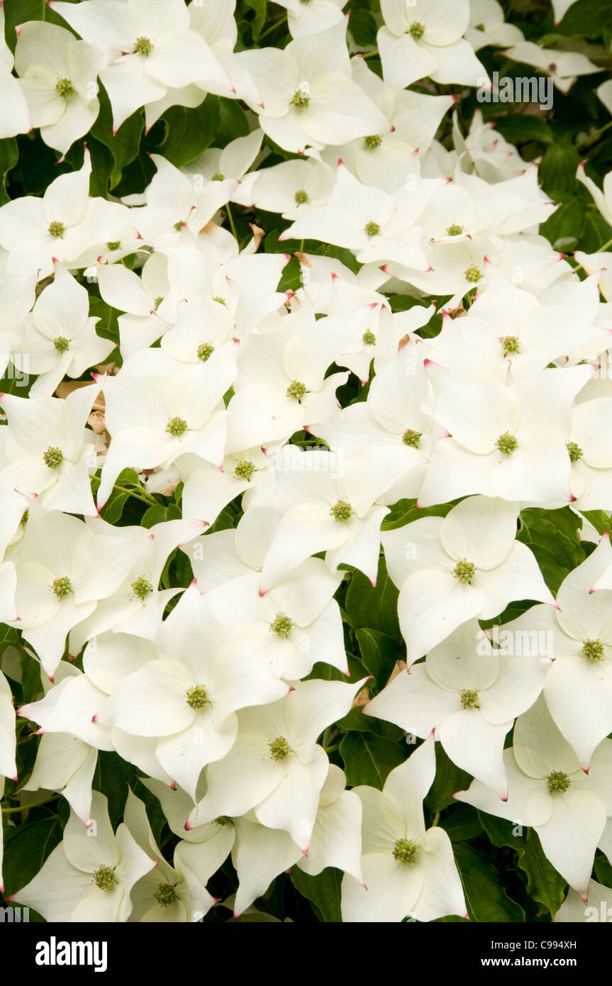 White cornus kousa hi-res stock photography and images - Alamy