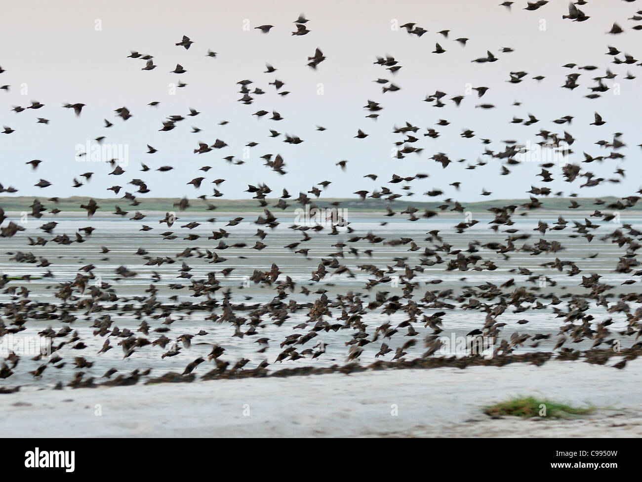 Small flock of starlings hi-res stock photography and images - Alamy