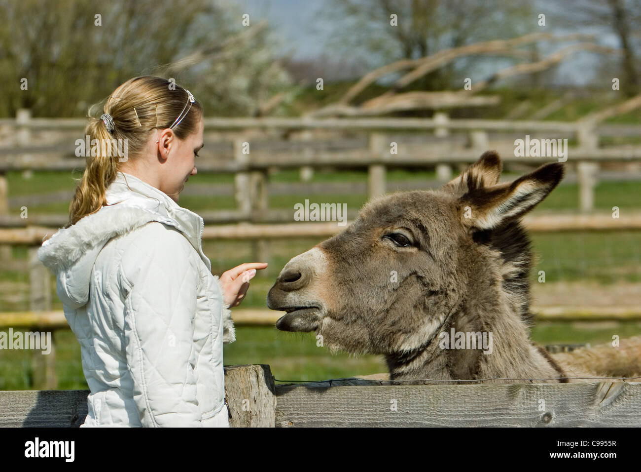 Wooden animals donkeys hi-res stock photography and images - Alamy