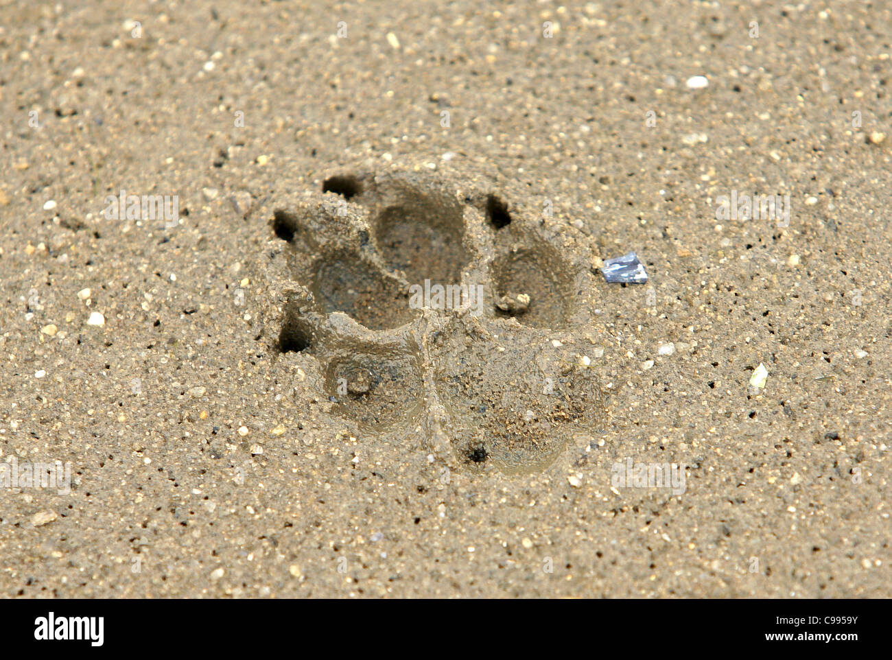imprint of a dog's paw in sand Stock Photo - Alamy