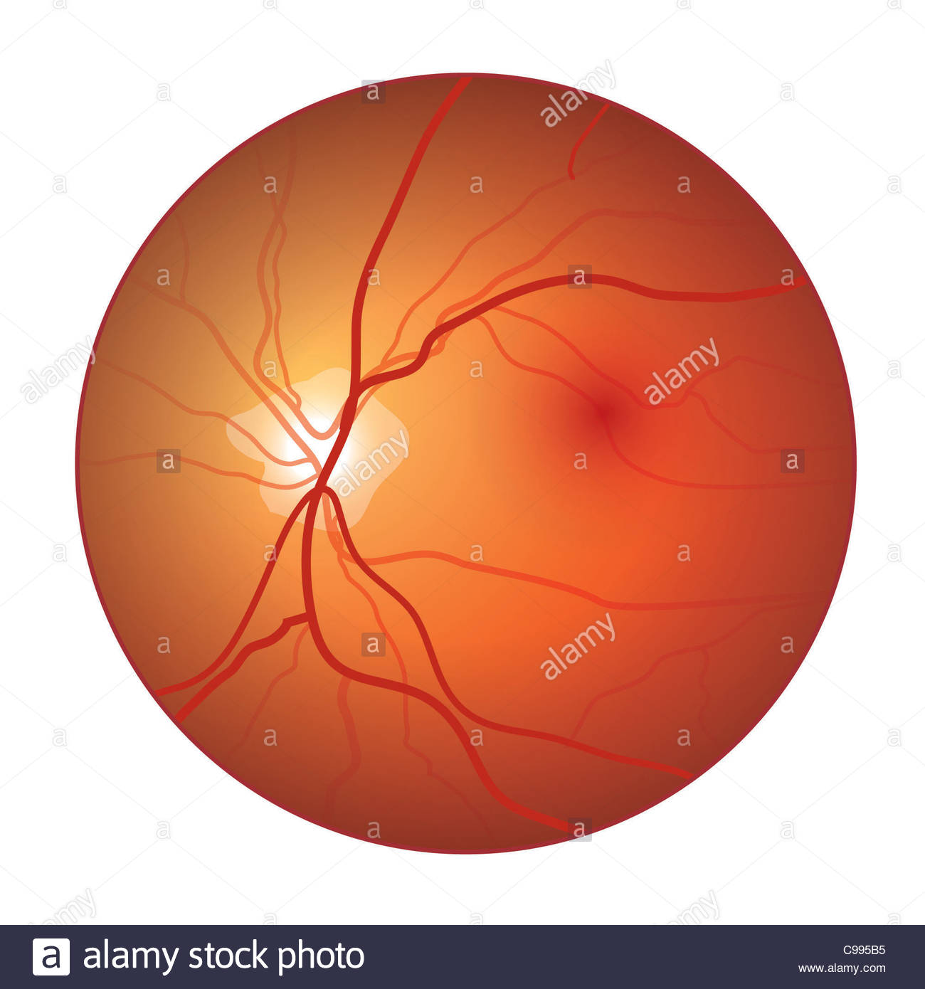 Fundus Of The Eye Stock Photos & Fundus Of The Eye Stock Images - Alamy