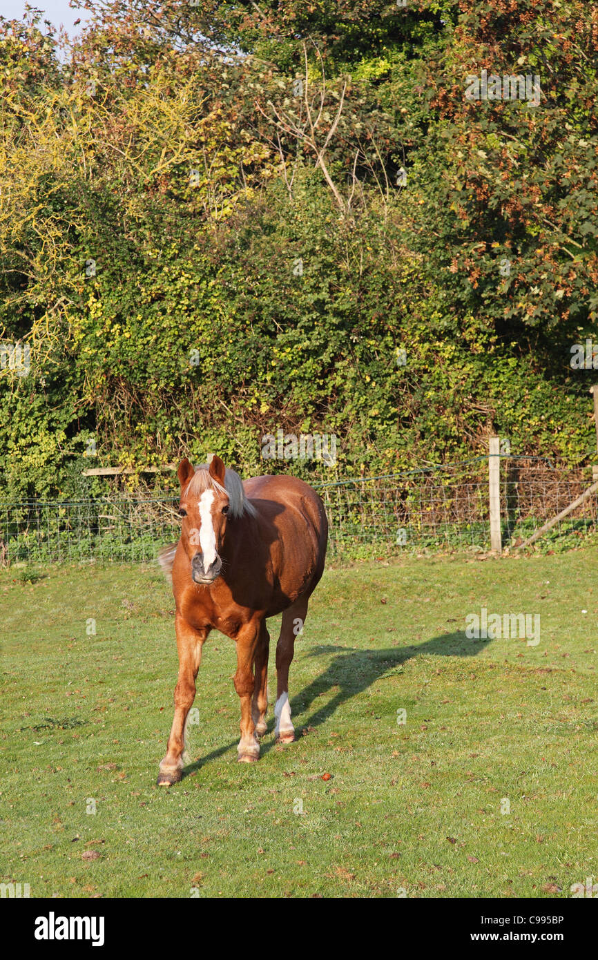 Horse in Field Stock Photo - Alamy
