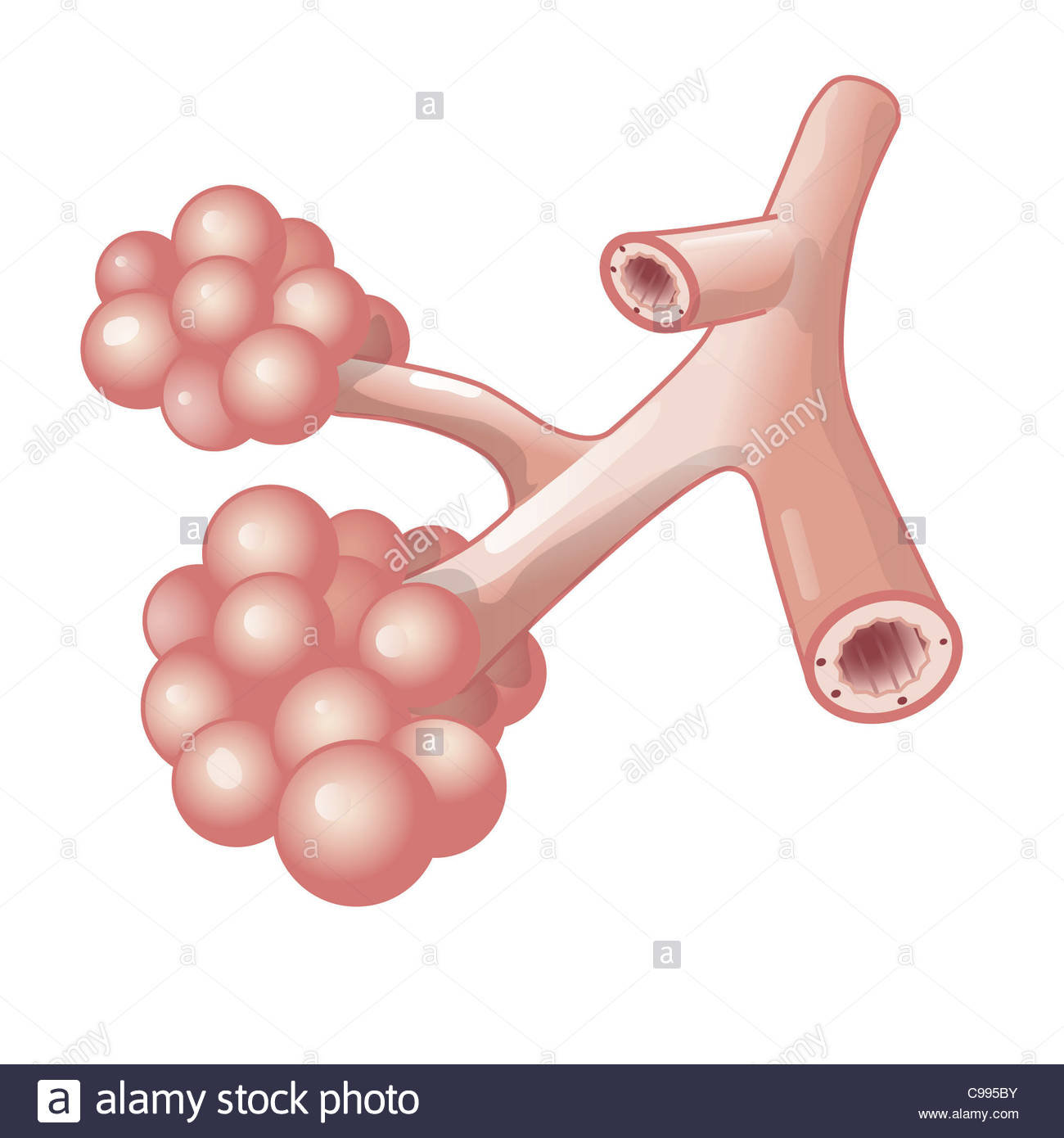 Bronchioles Stock Photos & Bronchioles Stock Images - Alamy