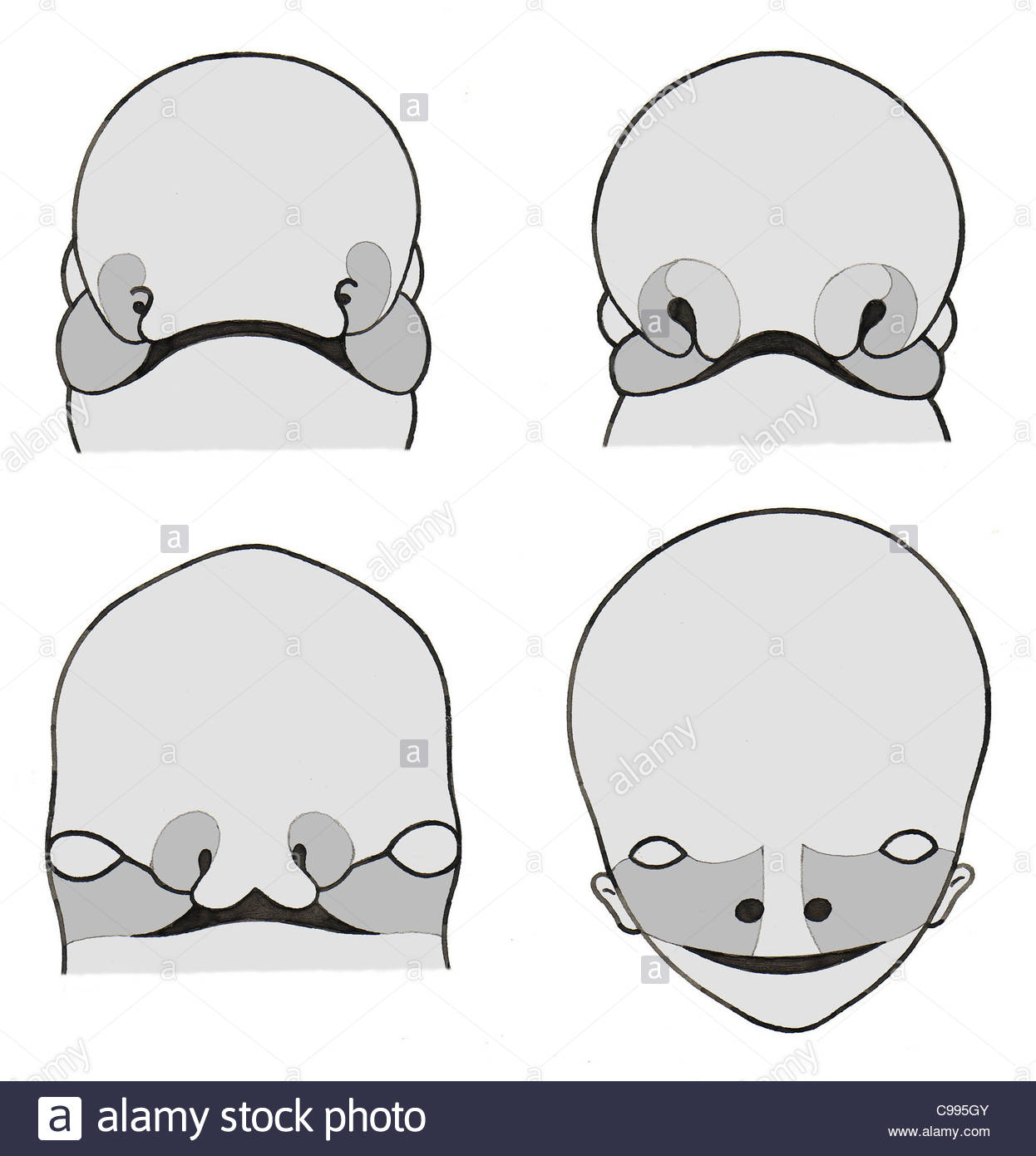 Embryo Stages Stock Photos & Embryo Stages Stock Images - Alamy