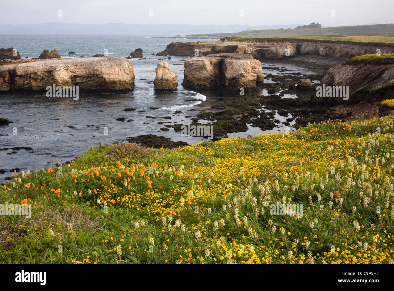 Pacific islands flowers hi-res stock photography and images - Alamy