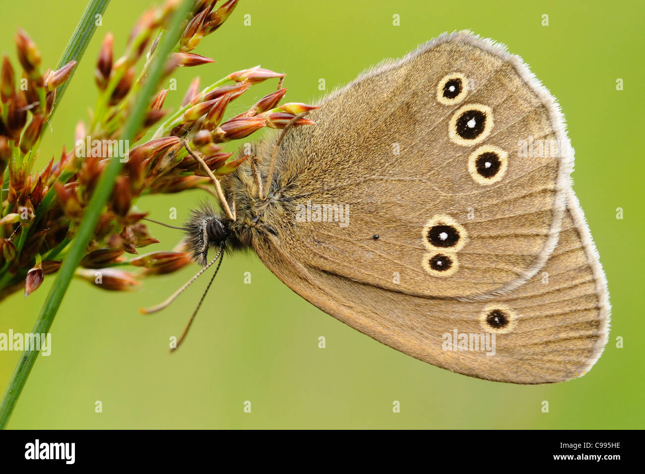 Ringlet butterfly aphantopus hyperantus Stock Photo - Alamy