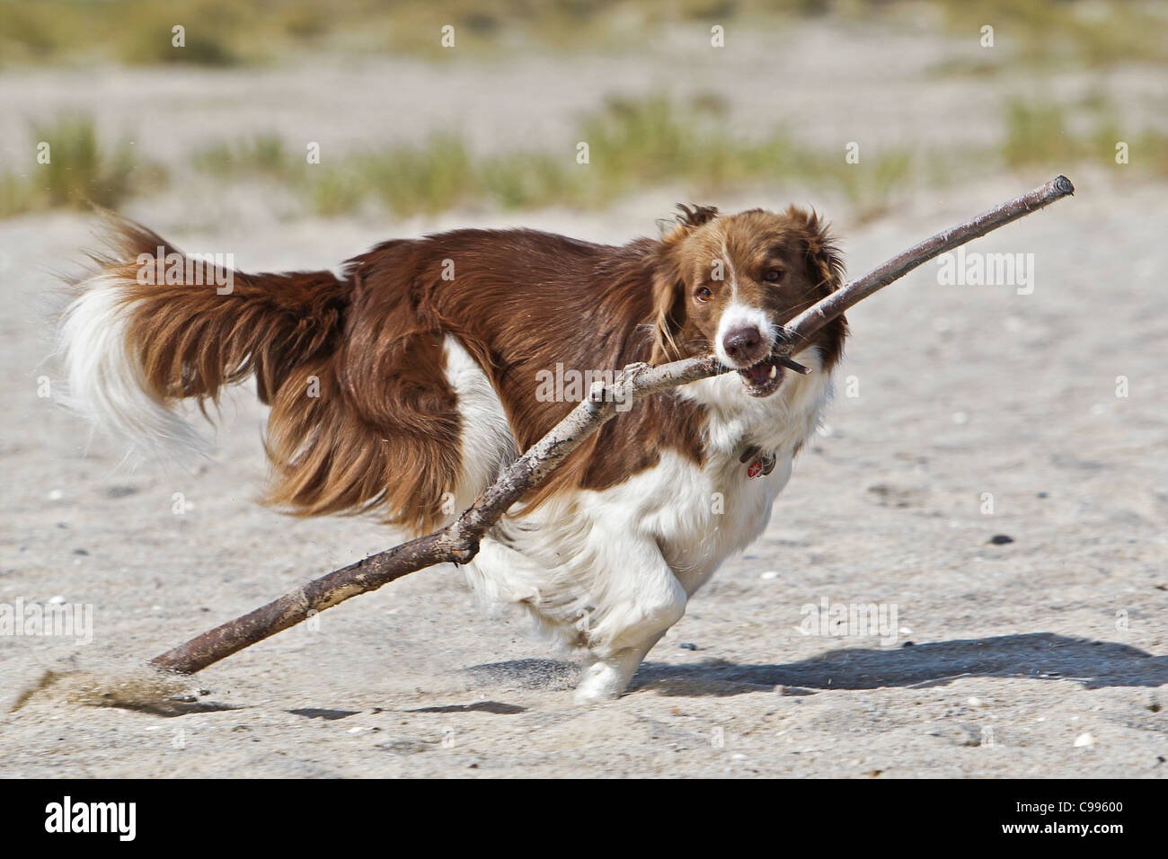 Border collie dogs playing with stick hi-res stock photography and ...